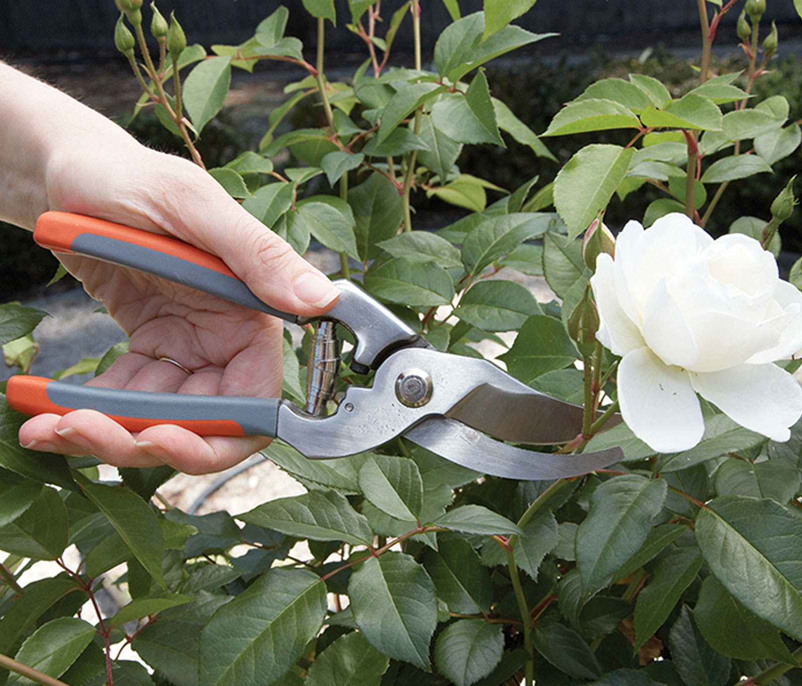 Pope Products | comfort-cut-bypass-pruner
